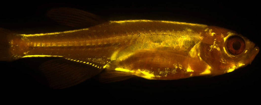 A classification system for zebrafish adipose tissues | Centre for ...